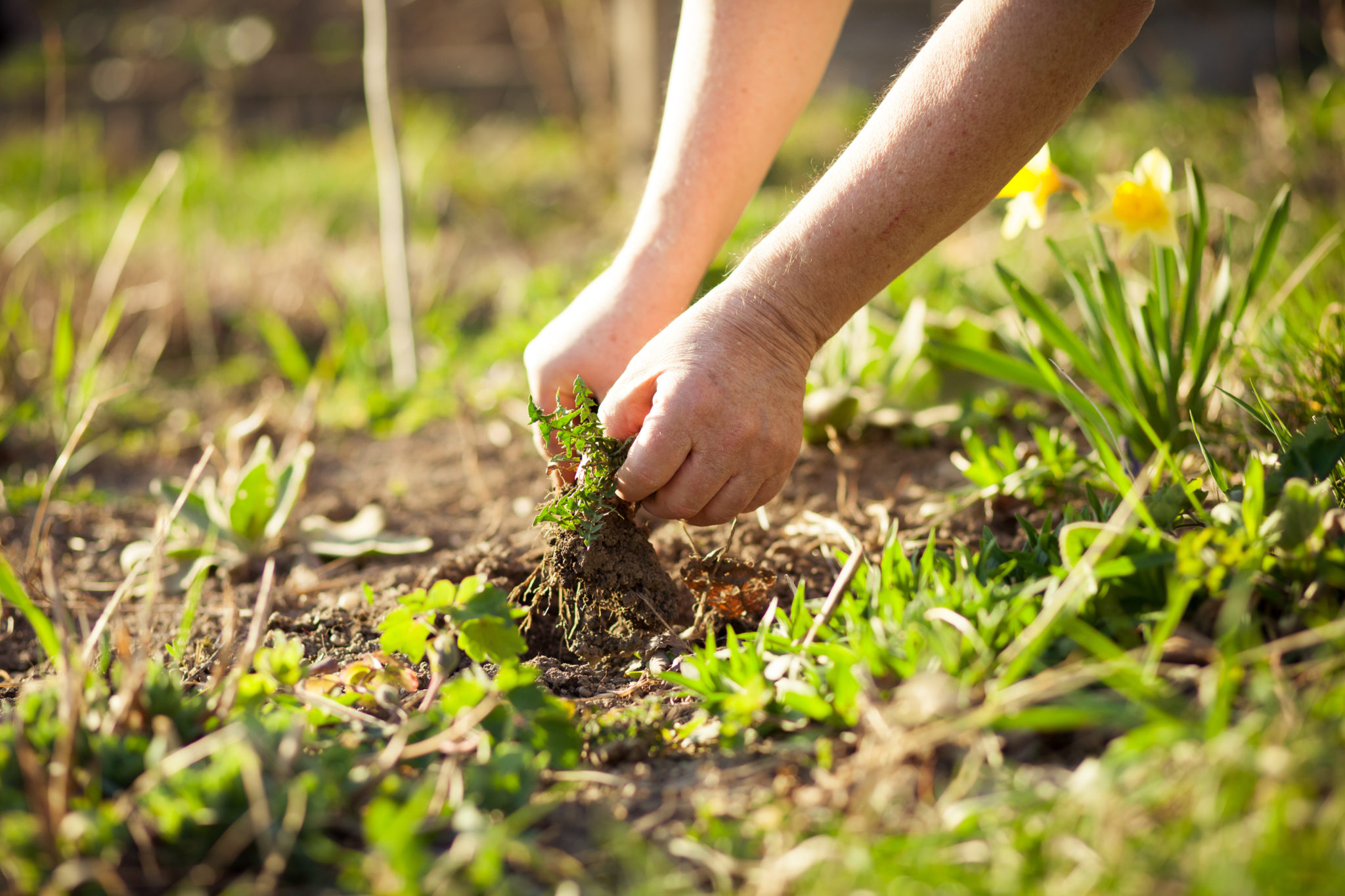 5 Tips to Help Manage Spring Weeds - Anthony Landscapes | Anthony ...